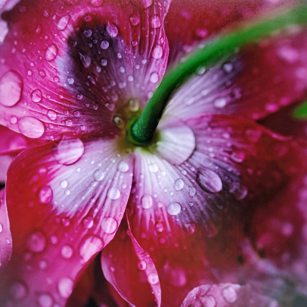 Poppy Flower – Handwork Ithaca's Artist Cooperative